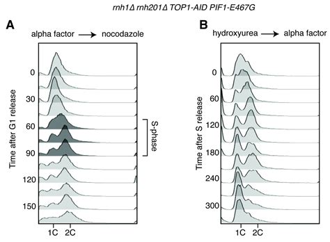 Figures And Data In RNase H Enables Efficient Repair Of R Loop Induced DNA Damage ELife
