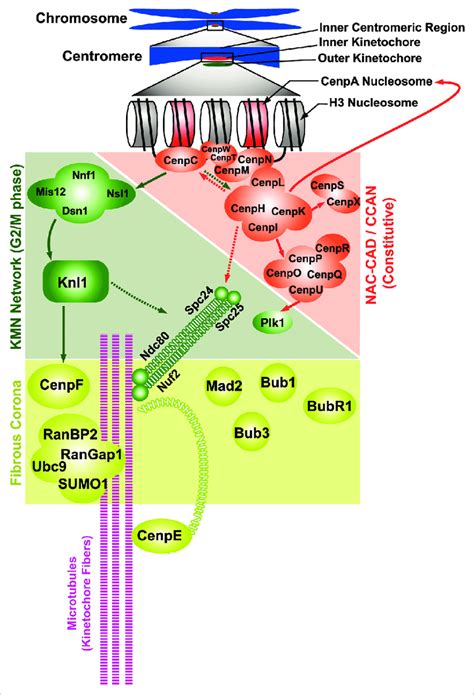 Schematic Representation Of The Genetic And Molecular Interactions Of