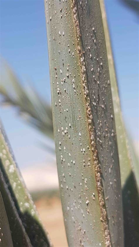 Palm Date Scale Agrio
