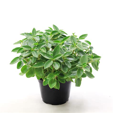 Peperomia Pixie Lime Pépinière Locas