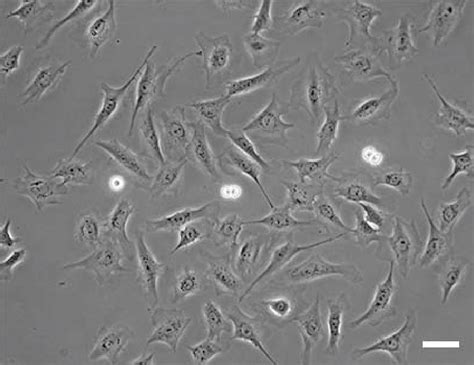 33 Phase Contrast Microscopy Bs2010 Bioimaging
