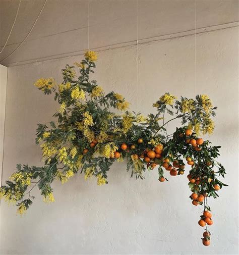 Orange Tree With Yellow Flowers Orange Tree With Yellow Flowers