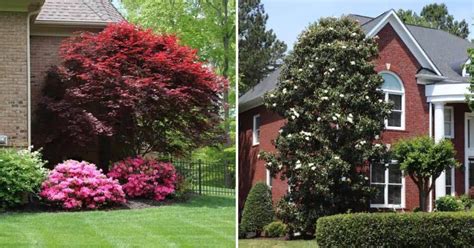 Maximize Curb Appeal Trees That Boost Property Value