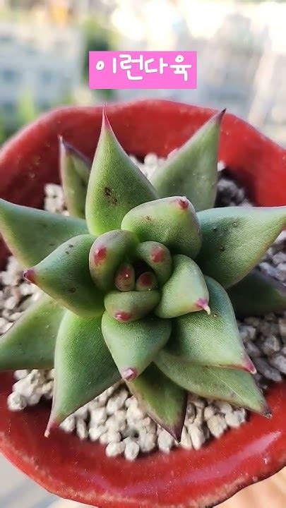 이런다육 야생마리아손톱을새우고물들기시작 Succulent 영탁폼미쳤다 Youtube