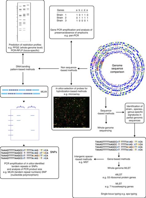 Principles Of Genome Based Genotyping Methods By Genomic Comparison