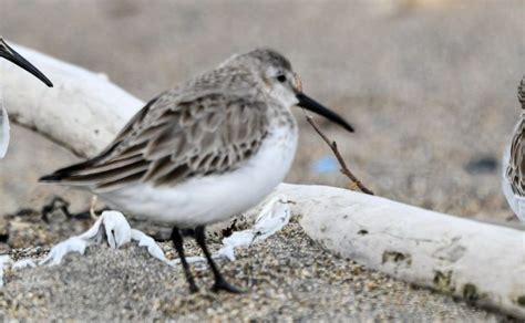 Small Waders In The Uk Binocular Base