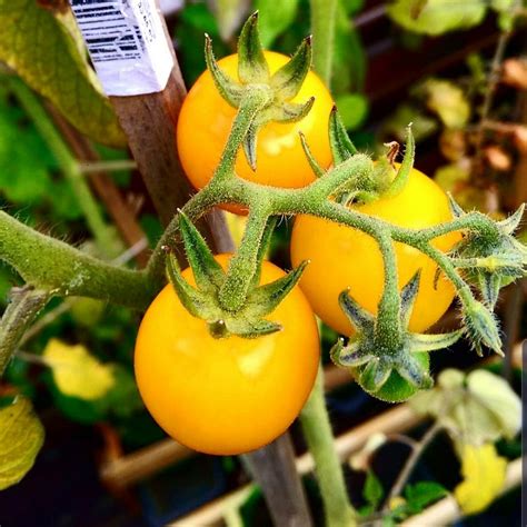 Tomato Yellow Cherry Sahaja Seeds