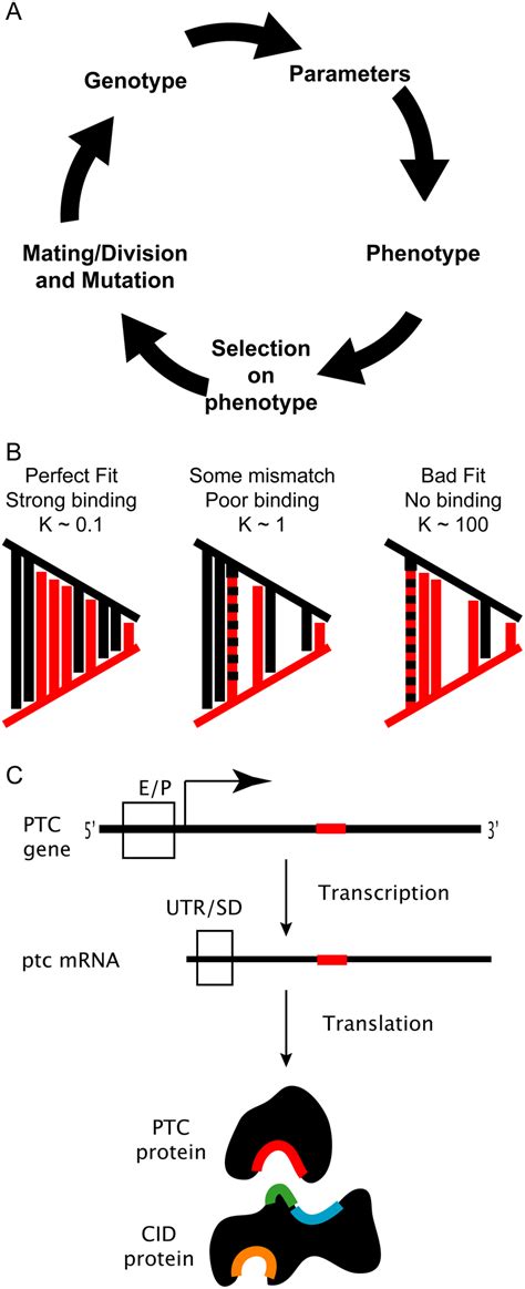 Bridging Genotype To Phenotype To Simulate Evolution A Flowchart Of