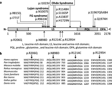 Disease‐causing Med12 Mutations Involve Highly Conserved Amino Acid