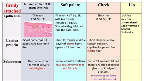 Oral Mucosa Part 2 Ppt