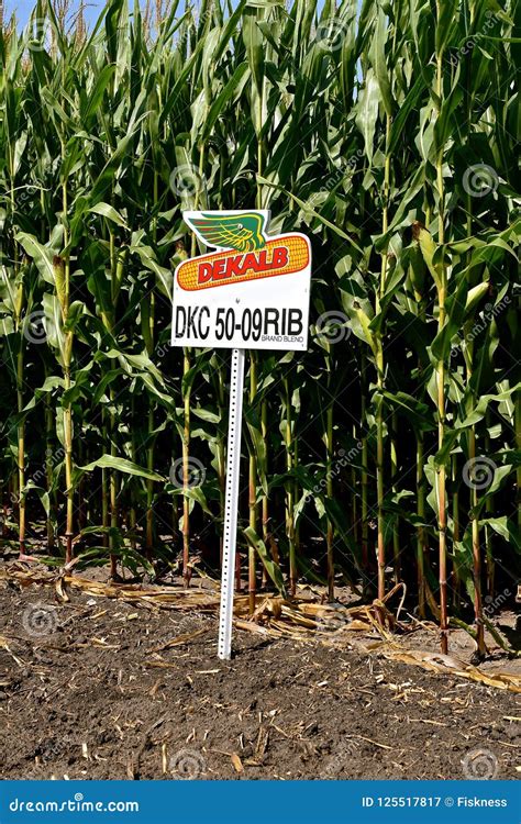 Dekalb Sed Corn Plot Editorial Photography Image Of Illinois 125517817