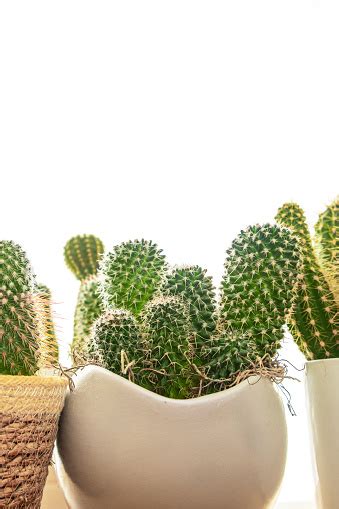 선인장 가시가 많은 즙이 많은 가정 식물 상록 실내 꽃 테이블 복사 공간 식물상 배경의 꽃 냄비에 0명에 대한 스톡 사진 및 기타 이미지 Istock