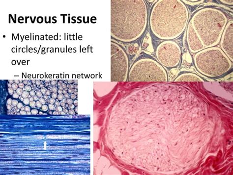 Histological Structures Ppt
