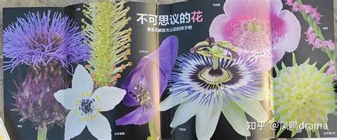 你不可错过的 花的世界” 知乎