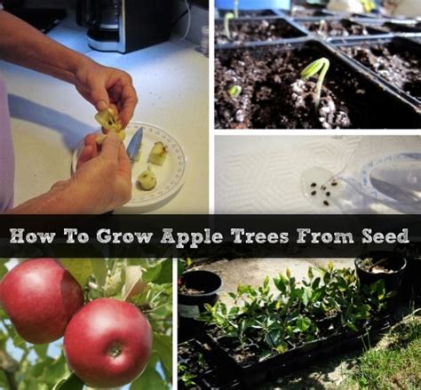 How To Grow Your Own Apple Trees From Seeds Homestead Survival