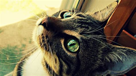 Hacker Cat 1080p 2k 4k 5k Hd Wallpapers Free Download Wallpaper Flare