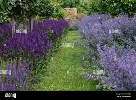 Garden View At Rows Of Lavender Lavandula Angustifolia And Catnip