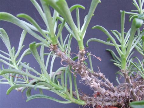 Photo Tylecodon Suffultus Steenkampse Kop Tylecodon Album Cok