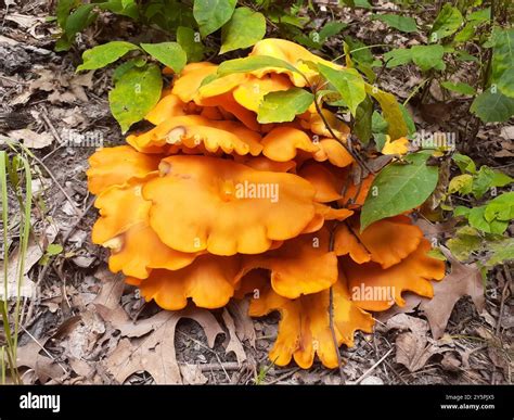 Eastern American Jack O Lantern Omphalotus Illudens Fungi Stock