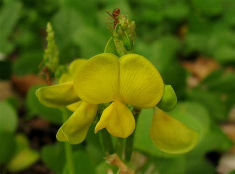 Vigna Marina Eflora Of India