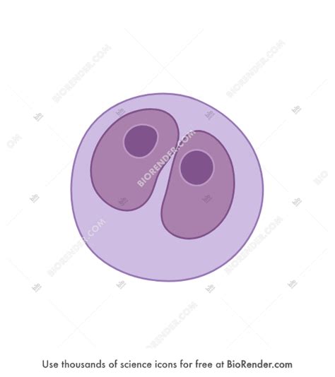 Reed Sternberg Cells
