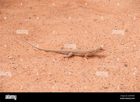 A Fringe Toad Lizard Camouflaged On The Sand Of The Gilf Kebir In The Western Desert Region Of