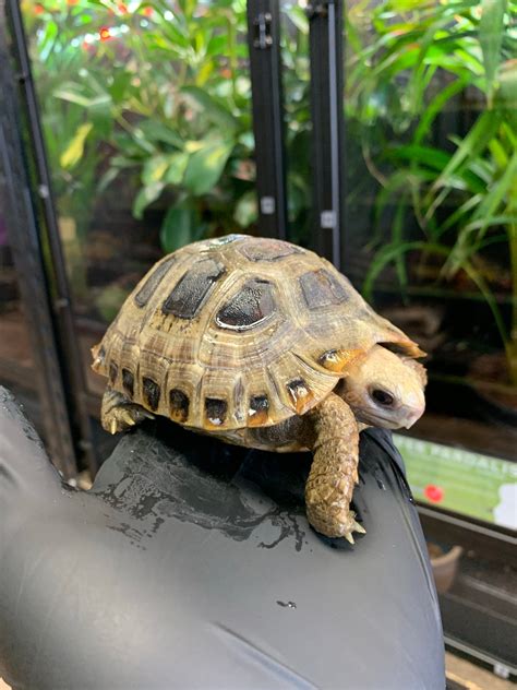 Elongated X Travancore Tortoise For Sale Imperial Reptiles Imperial
