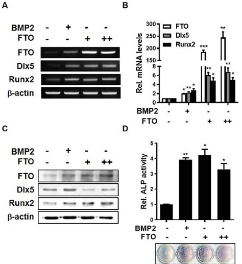 Overexpression Of FTO Induces Osteogenic Differentiation Of C3H10T1 2