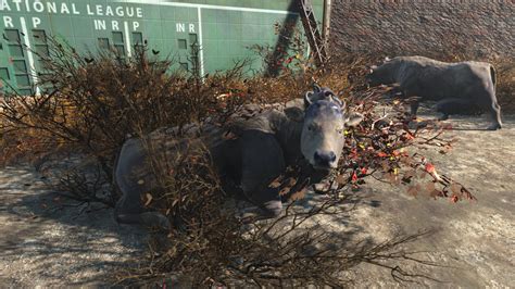 Brahmin Variations At Fallout 4 Nexus Mods And Community