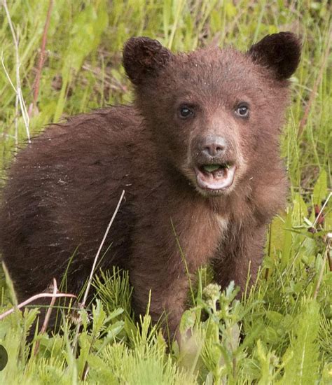 Small Brown Bear Standing On Green Field