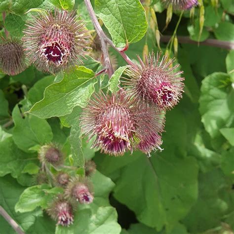 Burdock Growing And Care Guide Homegardeningweb
