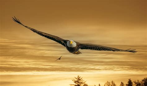 Bald Eagle 4k Bird Bird Of Prey Wildlife Hd Wallpaper Rare Gallery