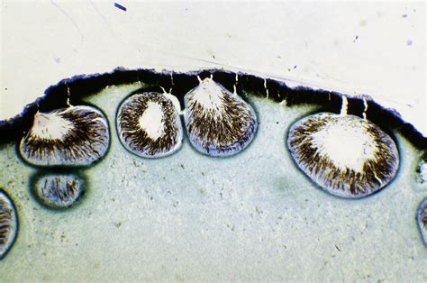 Xylaria Sp Perithecia A Photo On Flickriver