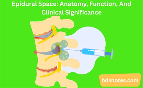 Epidural Space Anatomy Function And Clinical Significance Bds Notes