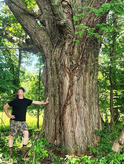 Big Trees Ohio Big Trees Ohio Added A New Photo