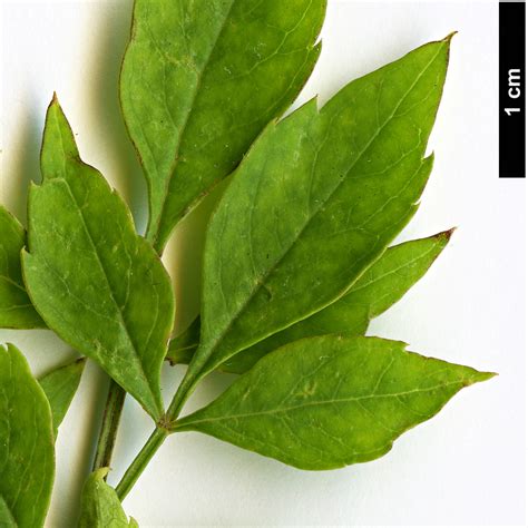 Fraxinus Cuspidata Trees And Shrubs Online