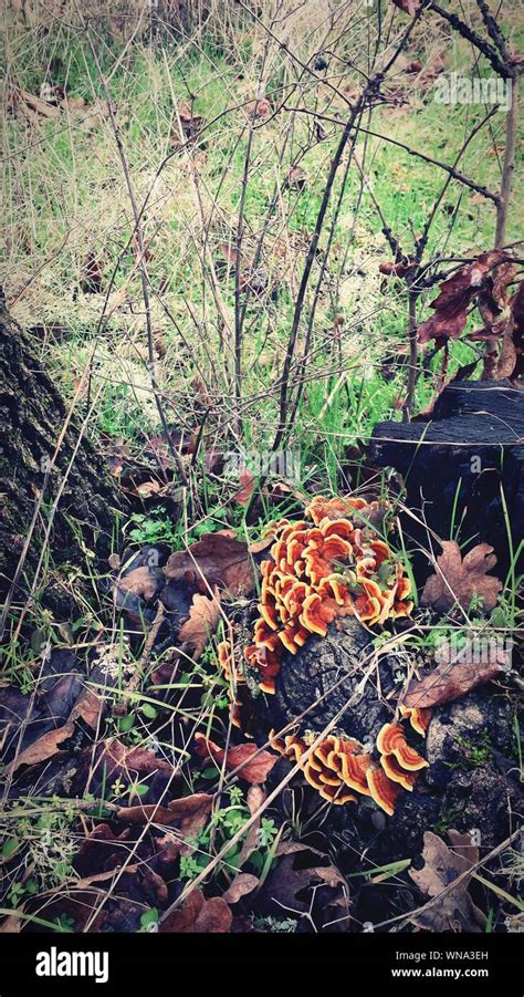 Fungus Root Hi Res Stock Photography And Images Alamy
