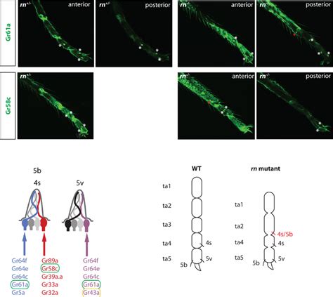 Regulation Of Grn Patterns By The Pd Network Grn And Orn Specification Download Scientific