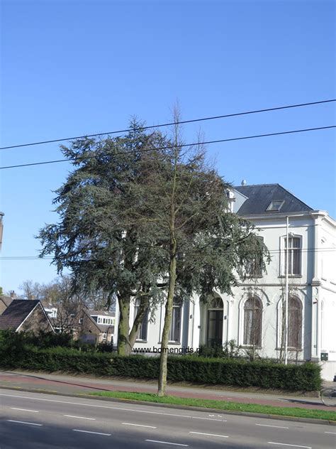 Herken De Boomsoort Nl Atlasceder Latin Cedrus Atlantica Uk Atlas