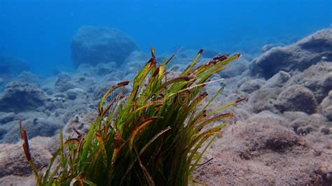 Neptune Grass Or Mediterranean Tapeweed Posidonia Oceanica Undersea