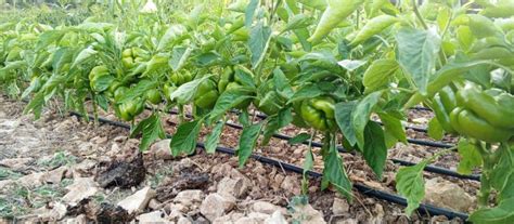 Youssef Rizk On Linkedin Summer 2024