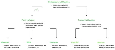 Mutations Nucleotide Level And Chromosomal On The MCAT MedLife Mastery
