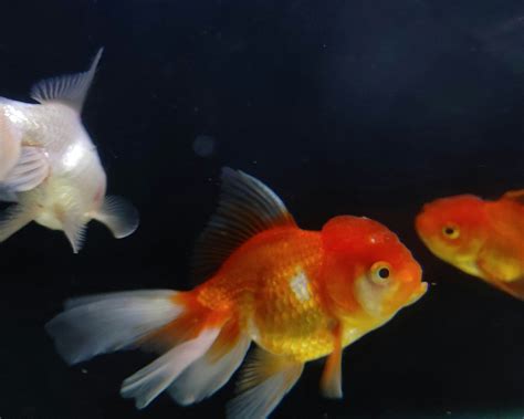 Biggest Ranchu Goldfish The Goldfish Tank