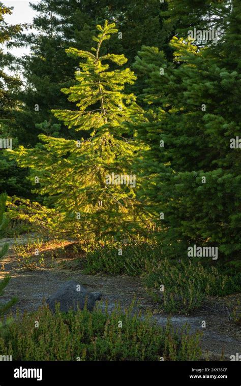 Wa22518 00washington Trees Now Cover The Area Covered By A Lahar