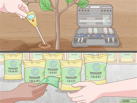 Fertilizing An Apple Tree When What And How Much All Your Questions Answered