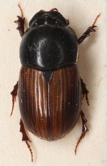 Aphodius Foetidus Aphodius Foetidus Naturbasen