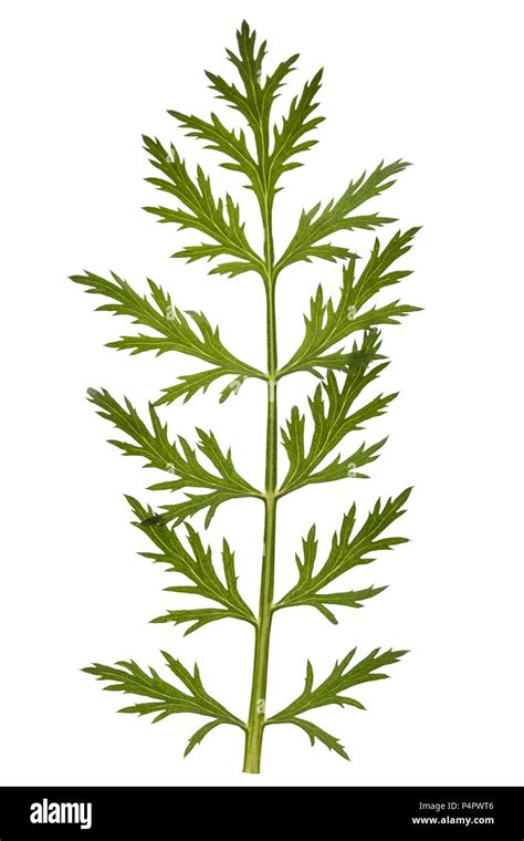 Leaf And Stem Of The Pyrethrum Flower Isolated On White Background