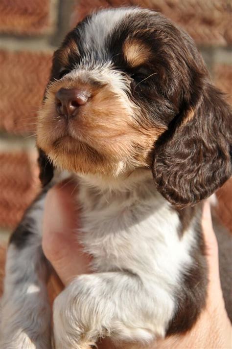 955 Best Cocker Spaniels Images On Pinterest American Cocker Spaniel