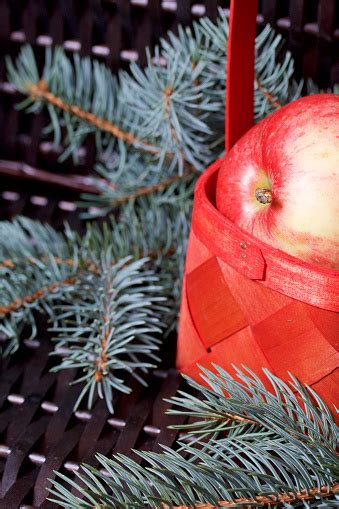 블루 스프루 스와 익은 향기로운 사과 바구니의 지점 에 대 한 고리 버들 세공 덩굴의 배경 가문비나무에 대한 스톡 사진 및 기타 이미지 Istock