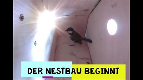 Der Nestbau beginnt... - YouTube